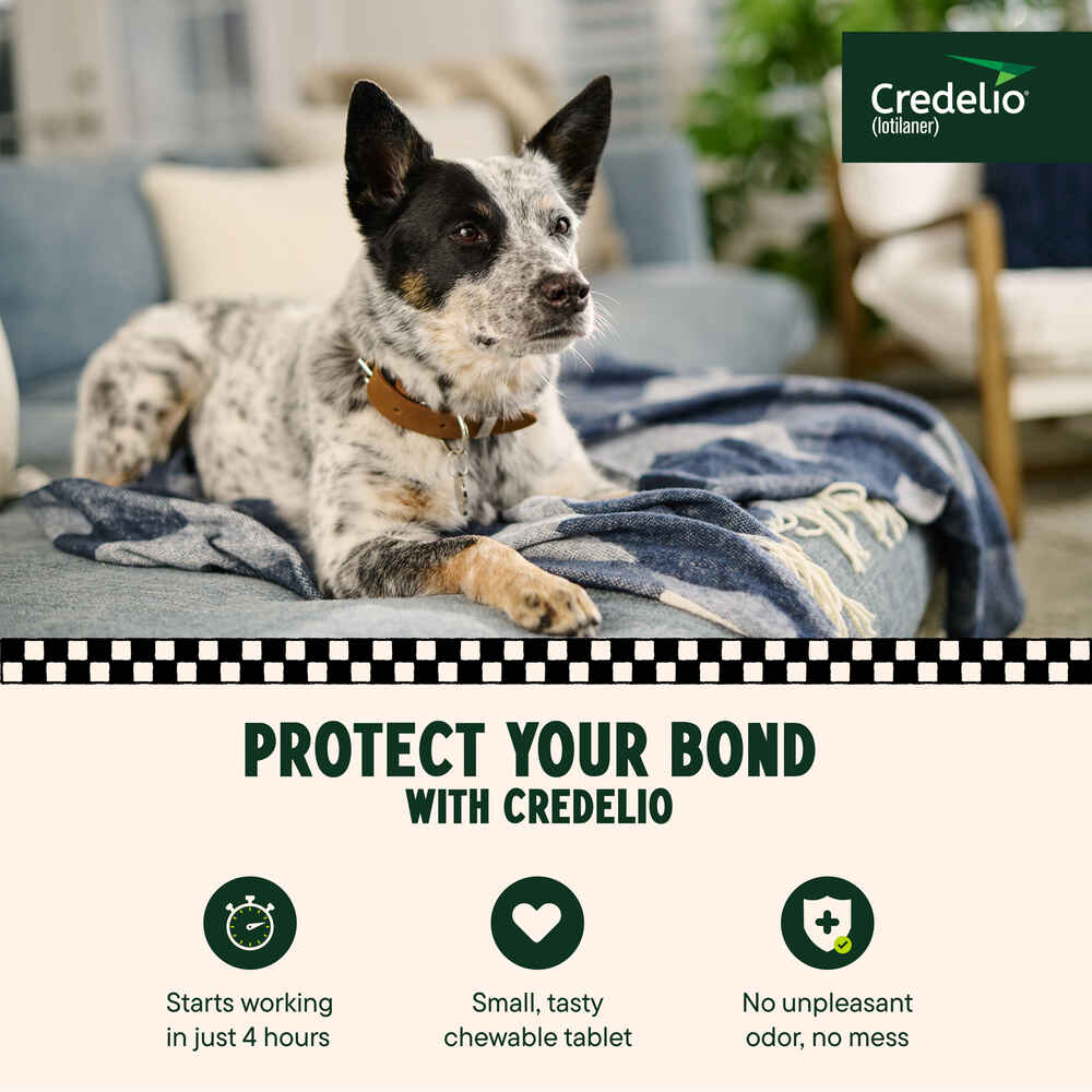 Credelio Chewable Tablet 50.1-100 lbs 6 pk