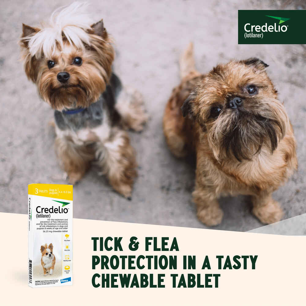 Credelio Chewable Tablet 50.1-100 lbs 6 pk