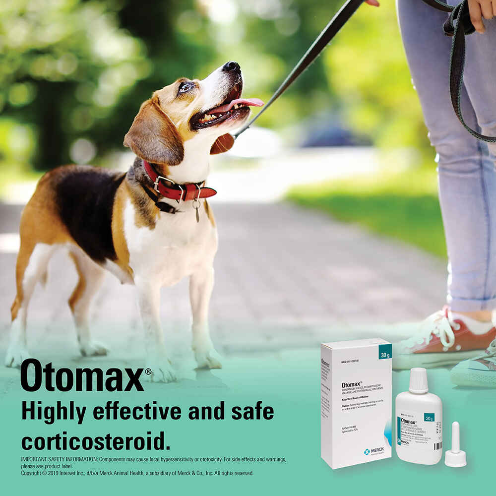 Are Gentamicin Ear Drops Ok For Dogs