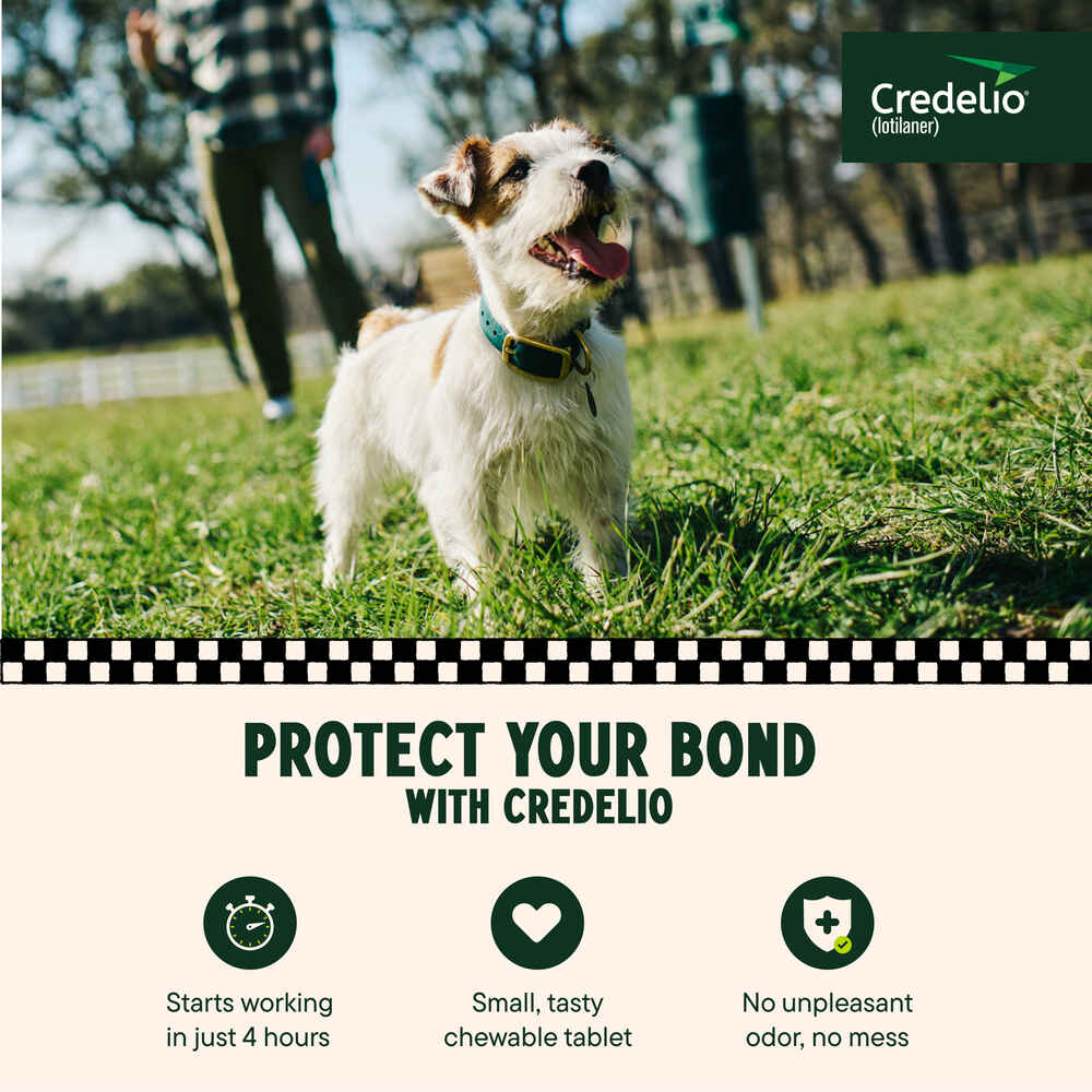 Credelio Chewable Tablet 50.1-100 lbs 6 pk