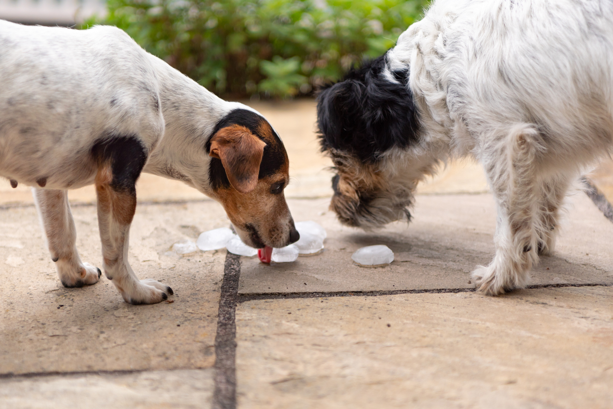 Two terriers licking ice cubes to stay cool outdoors