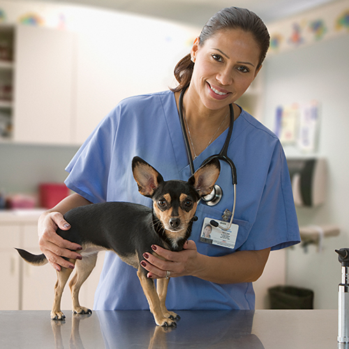 - COMMUNITY VETERINARY CLINIC-SIDNEY